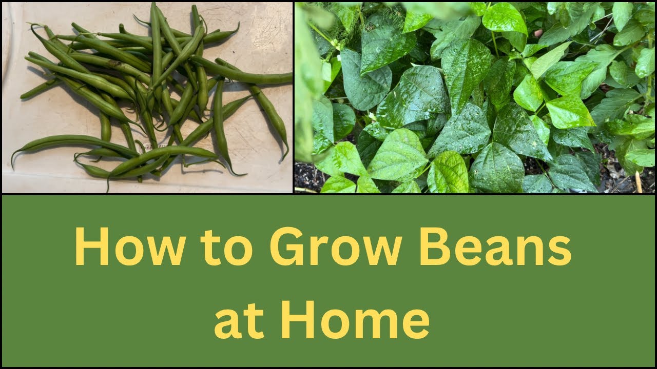 You Can Grow Beans at Home Easily With This Method | How to Grow ...