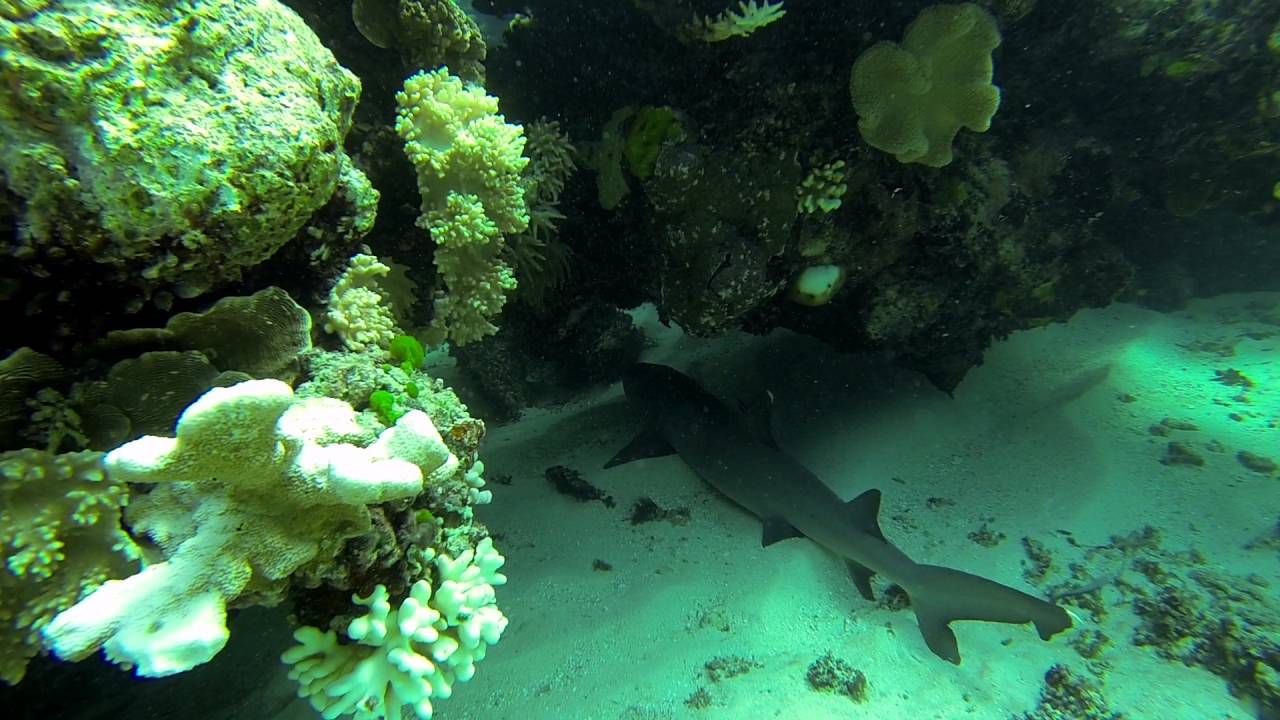 Requin pointe blanche - Australie // Whitetip shark - Australia - YouTube
