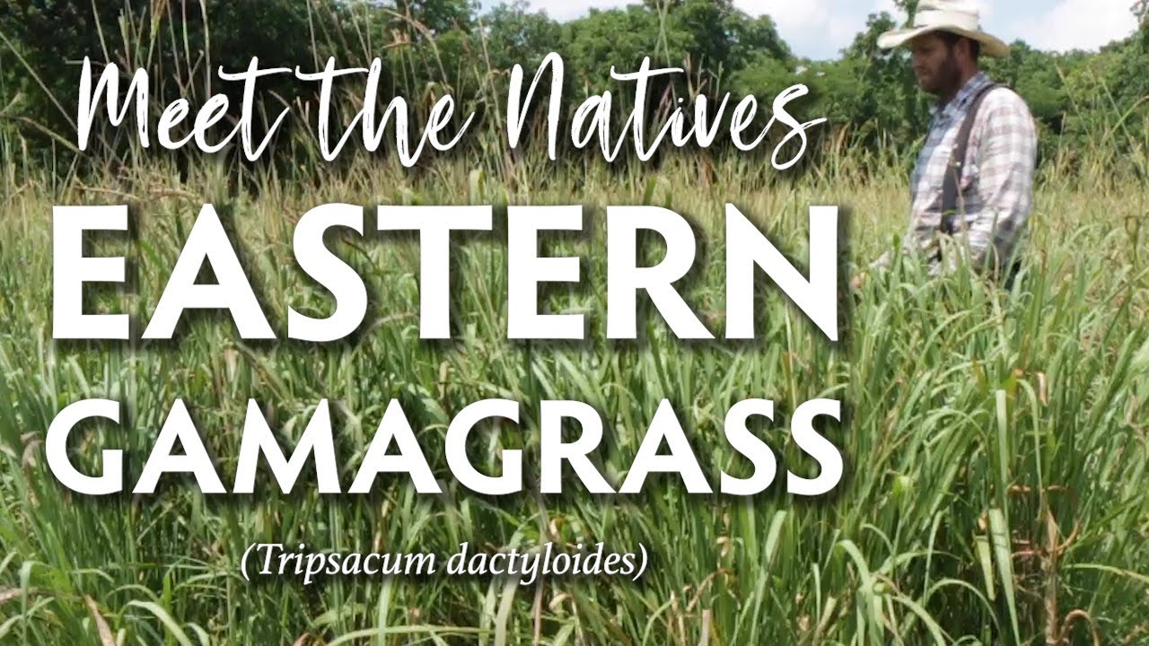 Queen of the Grasses - Eastern Gamagrass (Tripsacum dactyloides) - YouTube