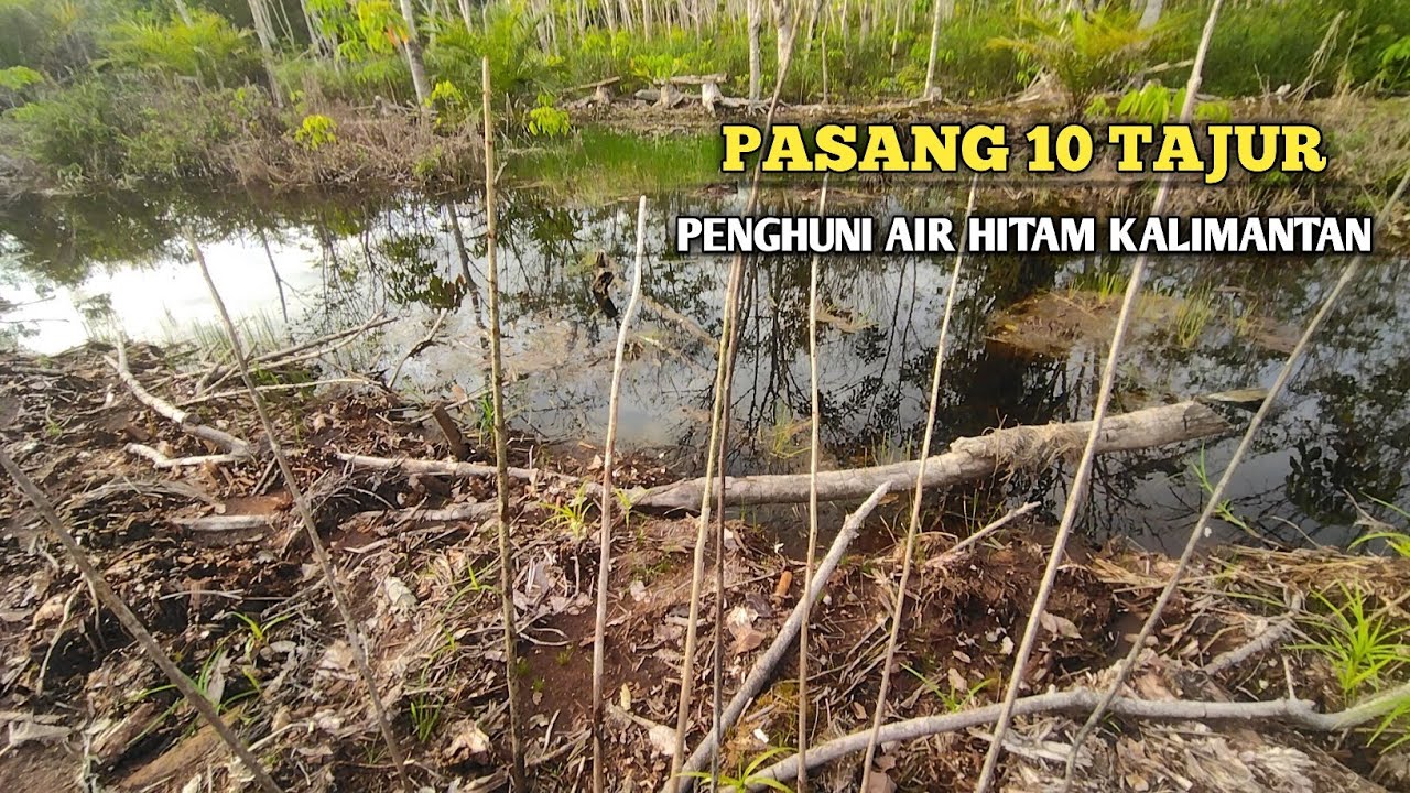 pasang 10 tajur di parit air hitam Kalimantan - YouTube