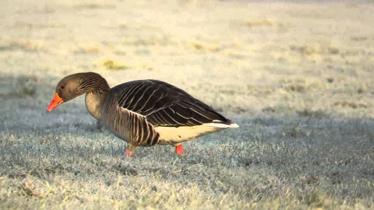 Greylag goose on frozen morning field - YouTube