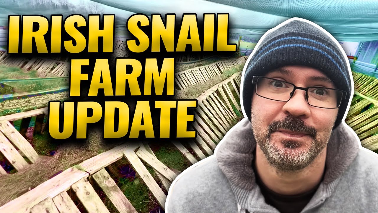 Unexpected Twist: Latest Update on Our Irish Snail Farm - YouTube