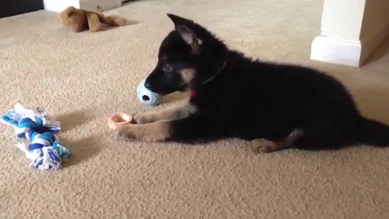 Puppy howl /cry - YouTube