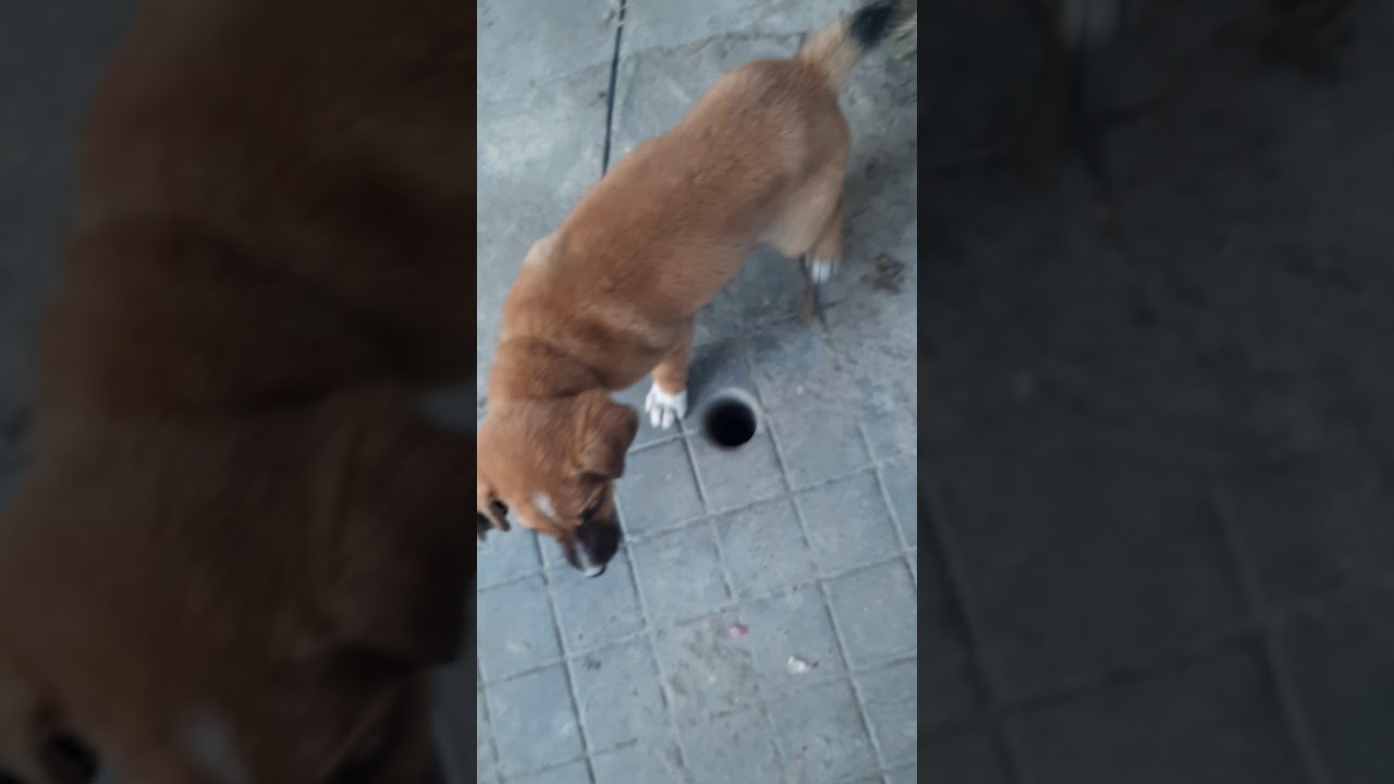 This cute little doggie is angry 😍 - YouTube
