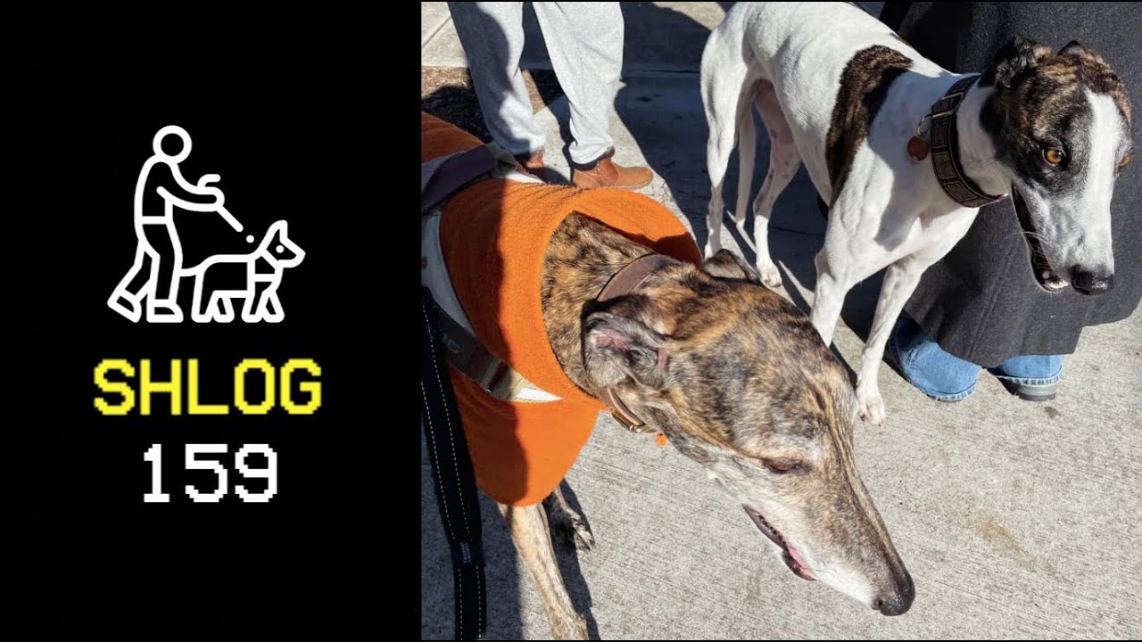 SHLOG 159 | Out and About in the July Sunshine! - YouTube