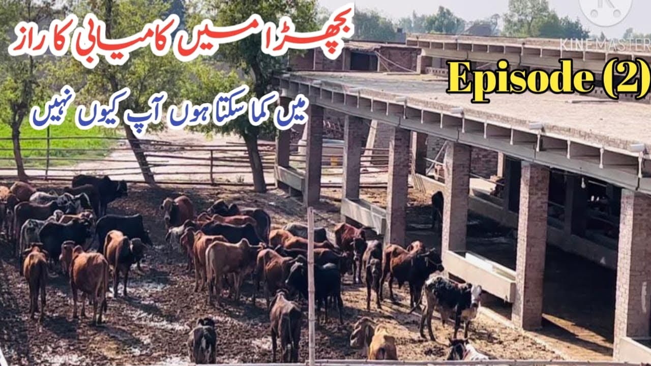 Bachra Farming Mien Kamyabi Ka Raaz || Fattening Calf Business Ideas ...