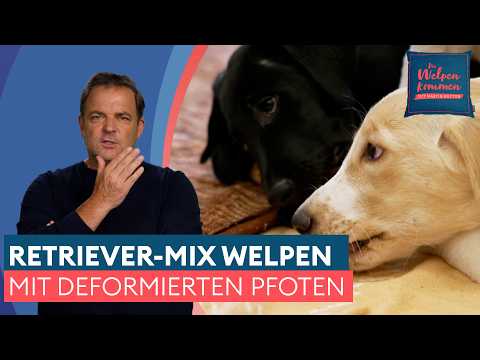 Martin ist FASSUNGSLOS über die fahrlässige Züchtung 😧 | Die Welpen kommen