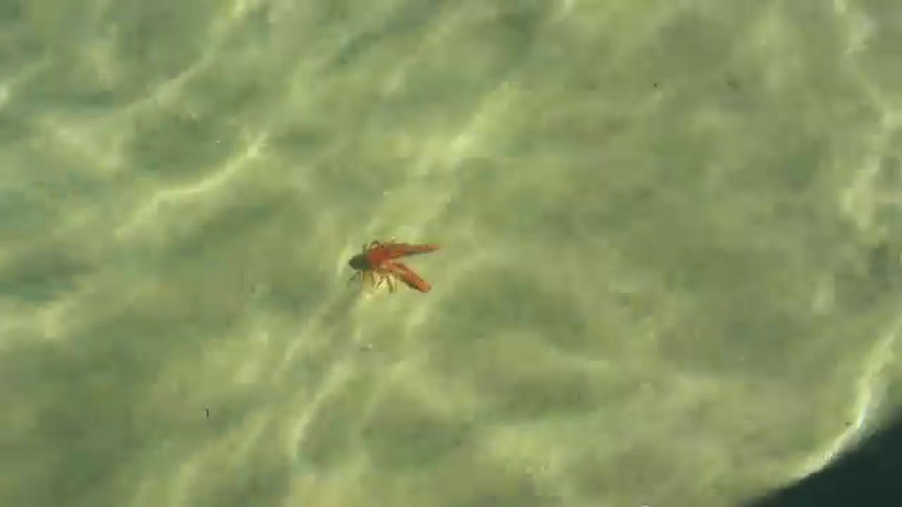 Bright Red Crab Swimming In Newport Harbor - Red Pelagic Tuna Crabs ...
