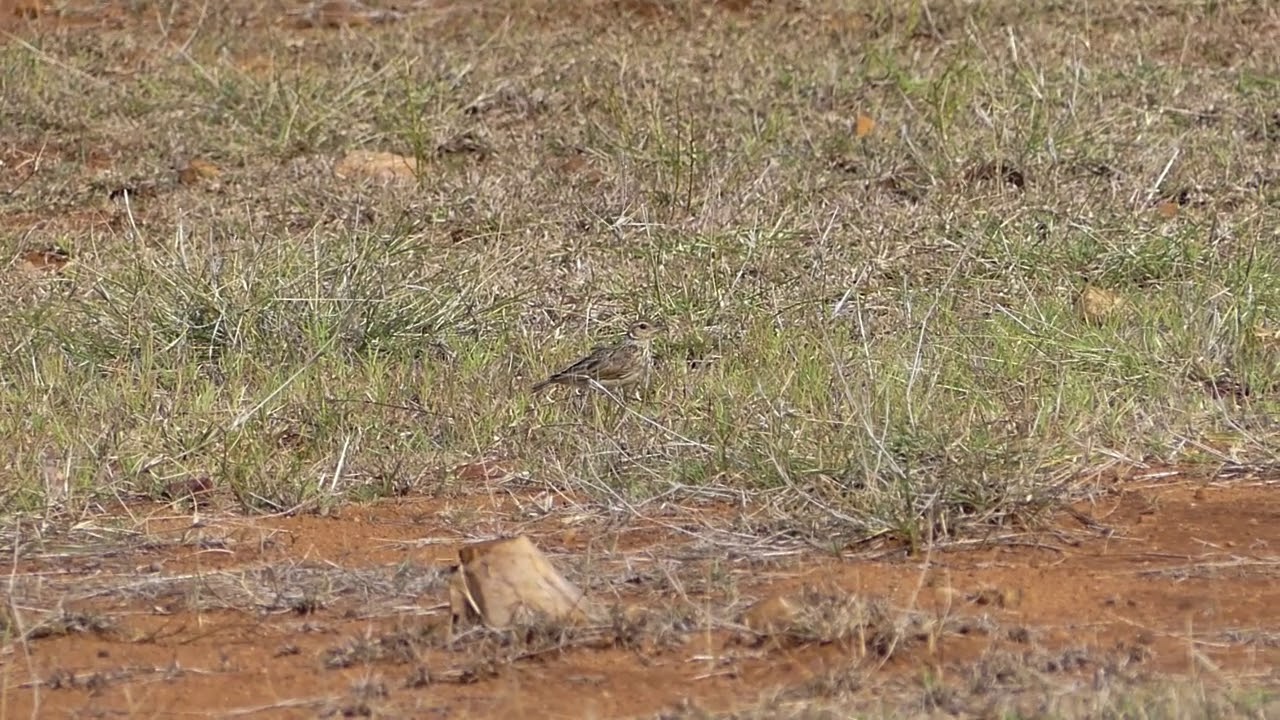 Jerdon's Bushlark - YouTube