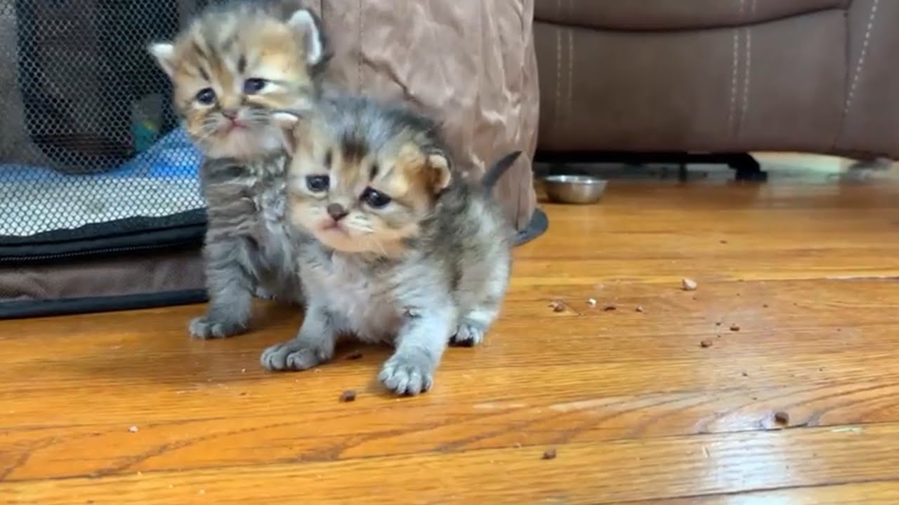 Adorable 3-Week-Old Kittens Take Their First Steps: Heartwarming ...