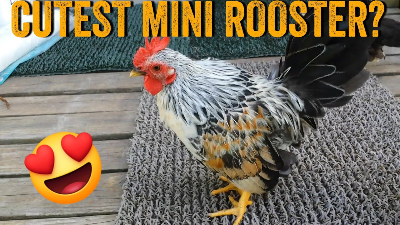 🐓 Miniature Rooster named ONE-PIECE! [Serama Rooster - Bantam] 🐓 - YouTube