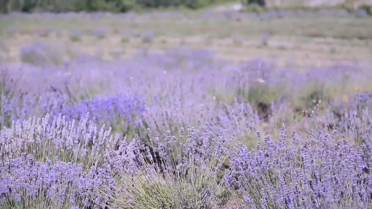 OWAY biodynamic-organic farm in Bologna, Italy 生物動力有機農場 - YouTube