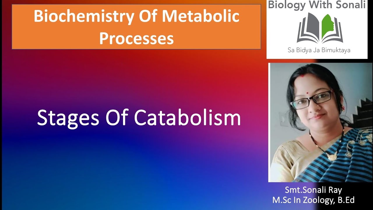Stages Of Catabolism | B.Sc 4th Semester | Biochemistry Of Metabolic ...