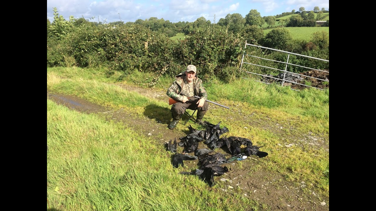 Crow Shooting around a Farm Yardl - YouTube