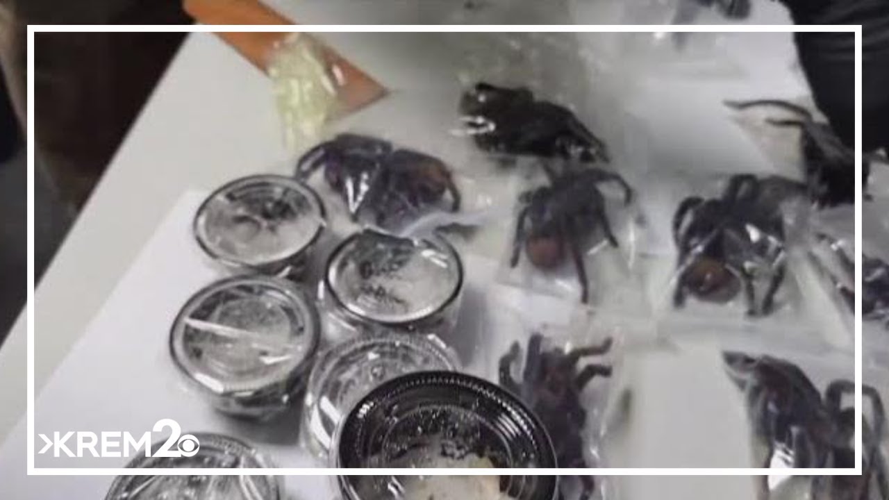 Man tries to smuggle more than 300 tarantulas - YouTube