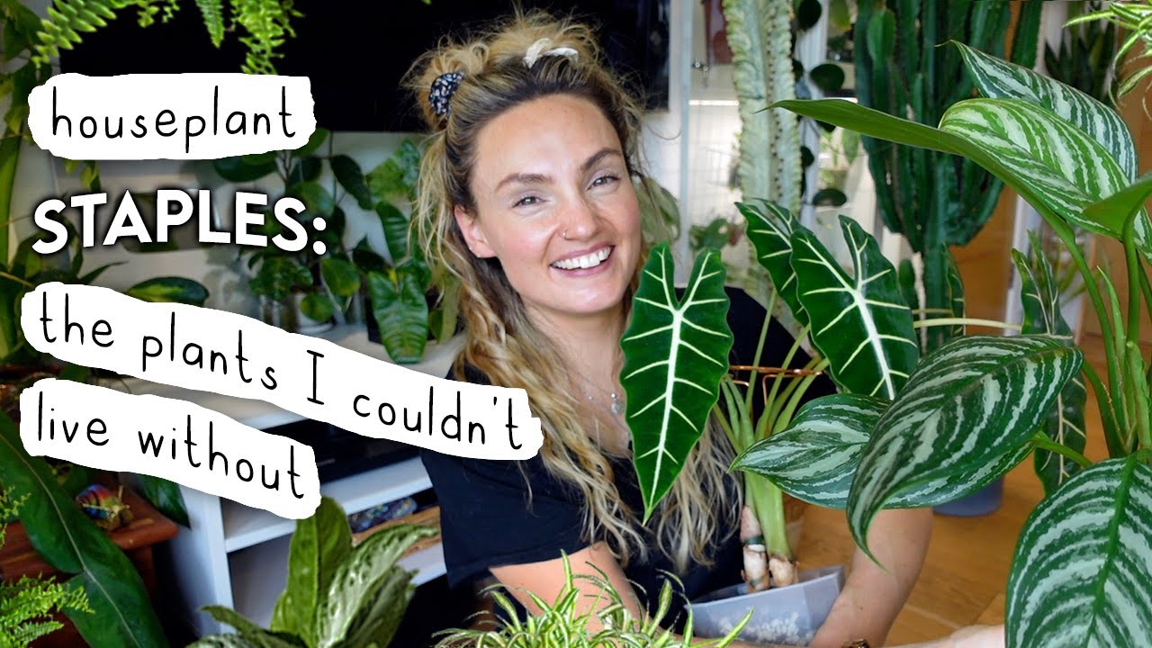 Plants I'd NEVER Part With 💚 Staple Houseplants In My 300+ Collection ...