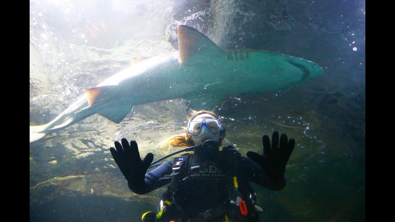 A day in the life of a Manly Sea Life Sanctuary aquarist - YouTube
