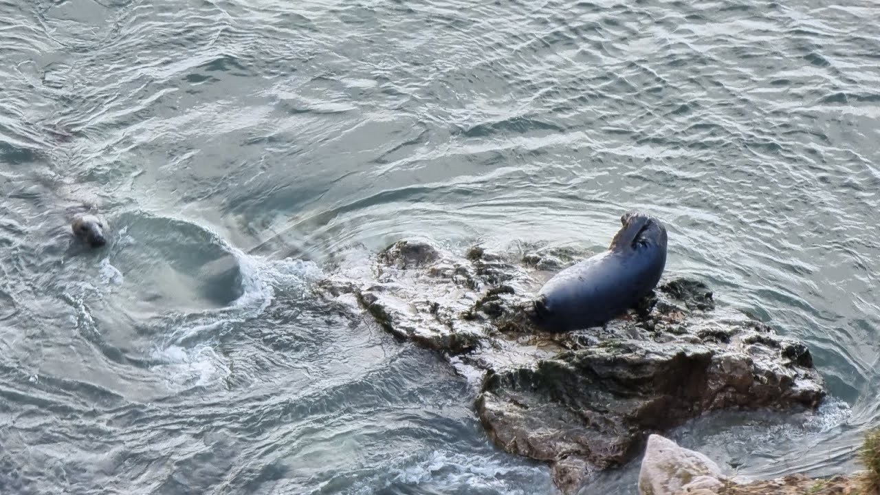 Wild Seals of Angel Bay Llandudno North Wales - YouTube