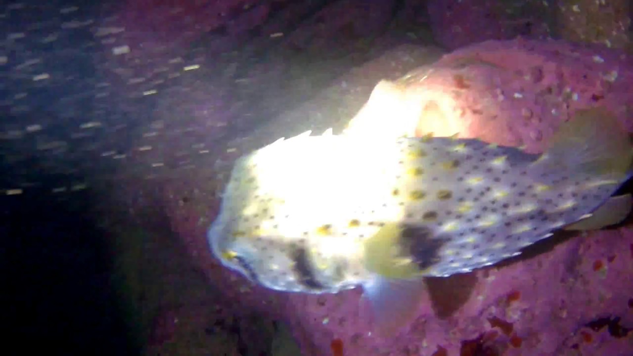 Blue Fish Point April 2017 - YouTube