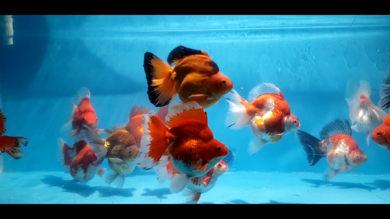 30 Relaxing Minutes of Show Size Oranda Ryukin Ranchu goldfish from ...