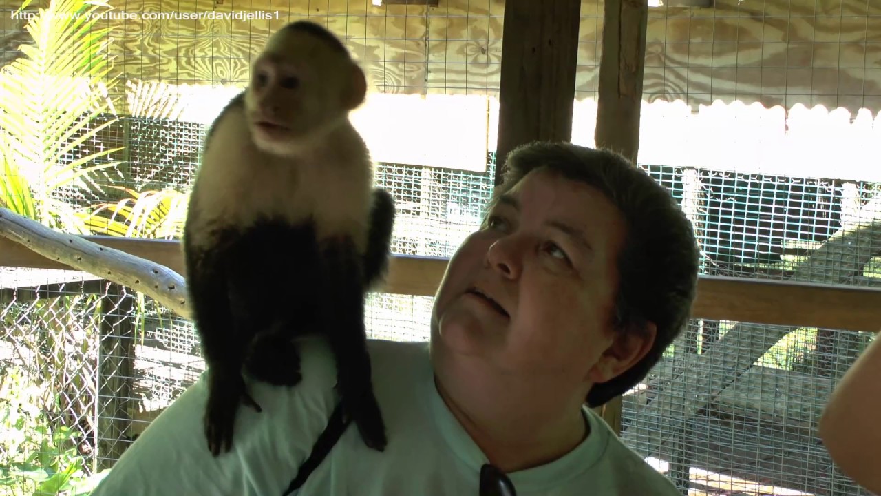 Victor's Monkey Business - Roatan Honduras - YouTube