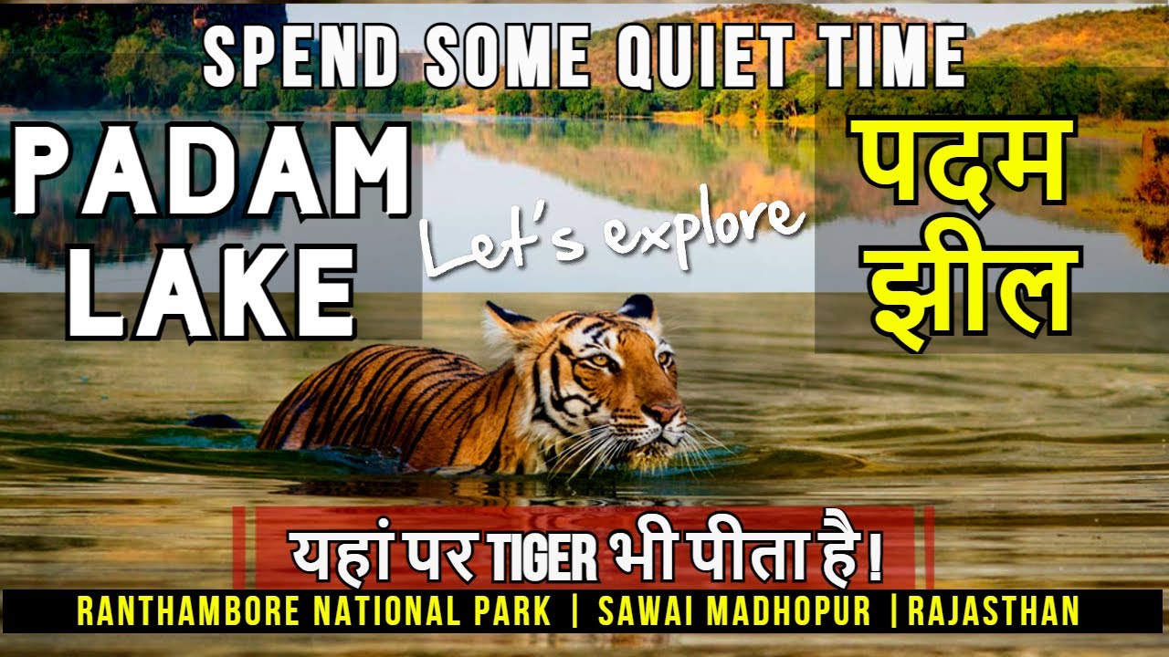 Padam Talao Ranthambore | Padam Lake Ranthambore | पदम झील रणथंभौर ...