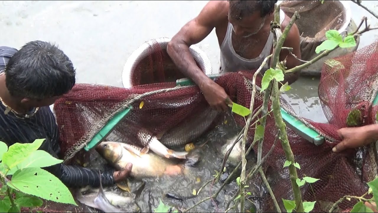 Net Fishing | People Catching a lot Fish in Pond | Village Fishing ...