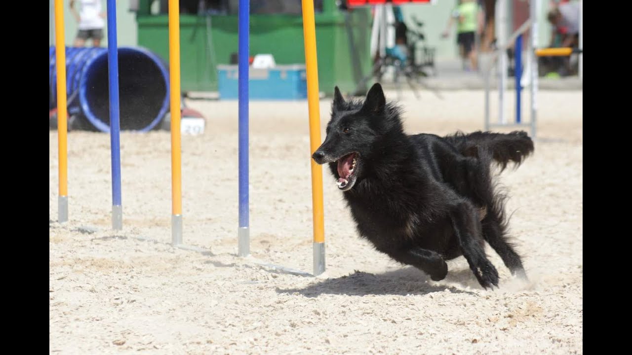 Agility European Open 2015 - Ykuk Deabei - YouTube