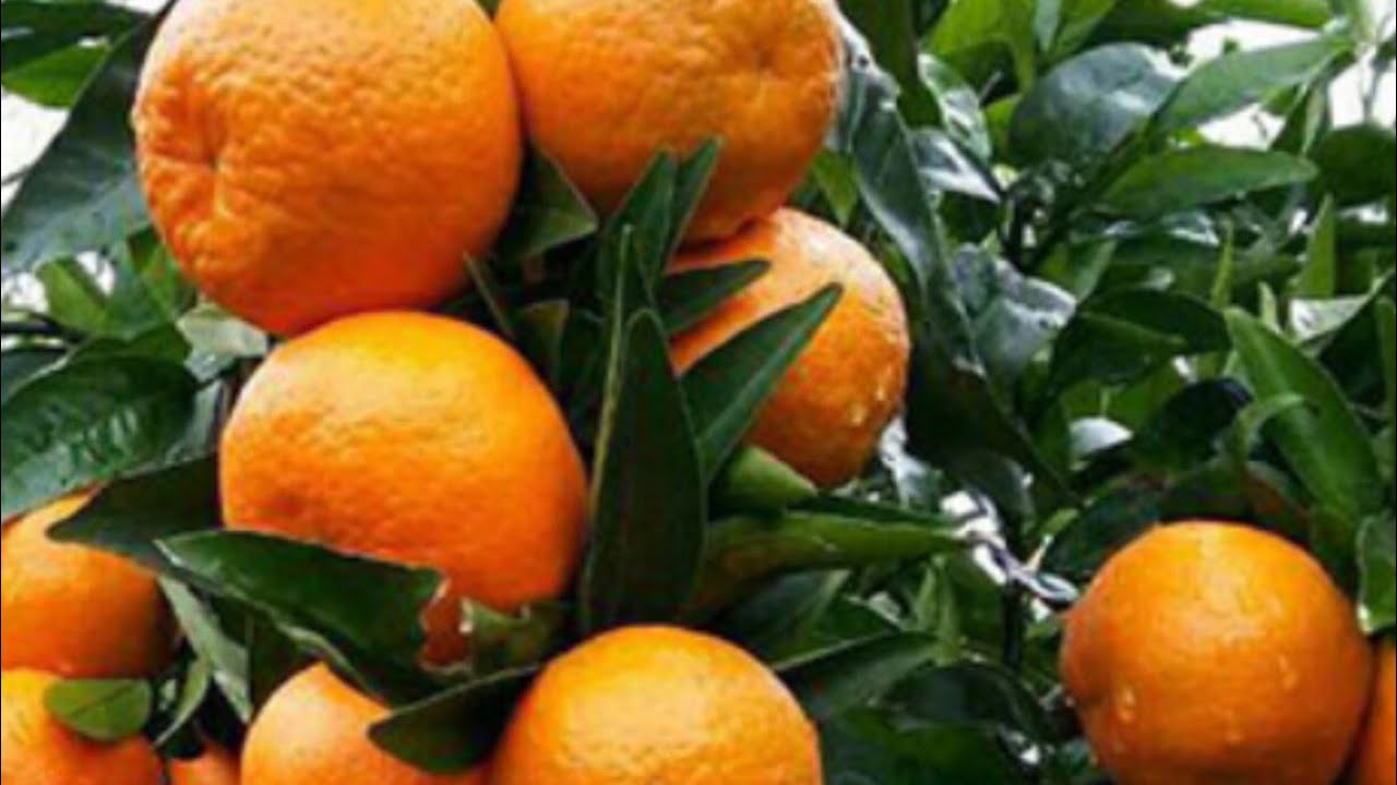 The beauty of a tangerine tree with a height of 7 meters.🥰🍊#tangerine # ...