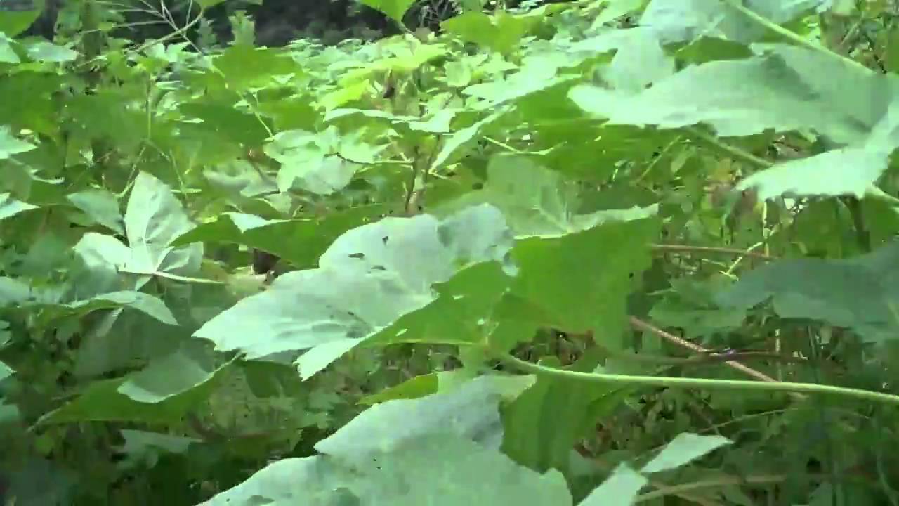 Okra Field outside Beaumont, Texas USA - YouTube
