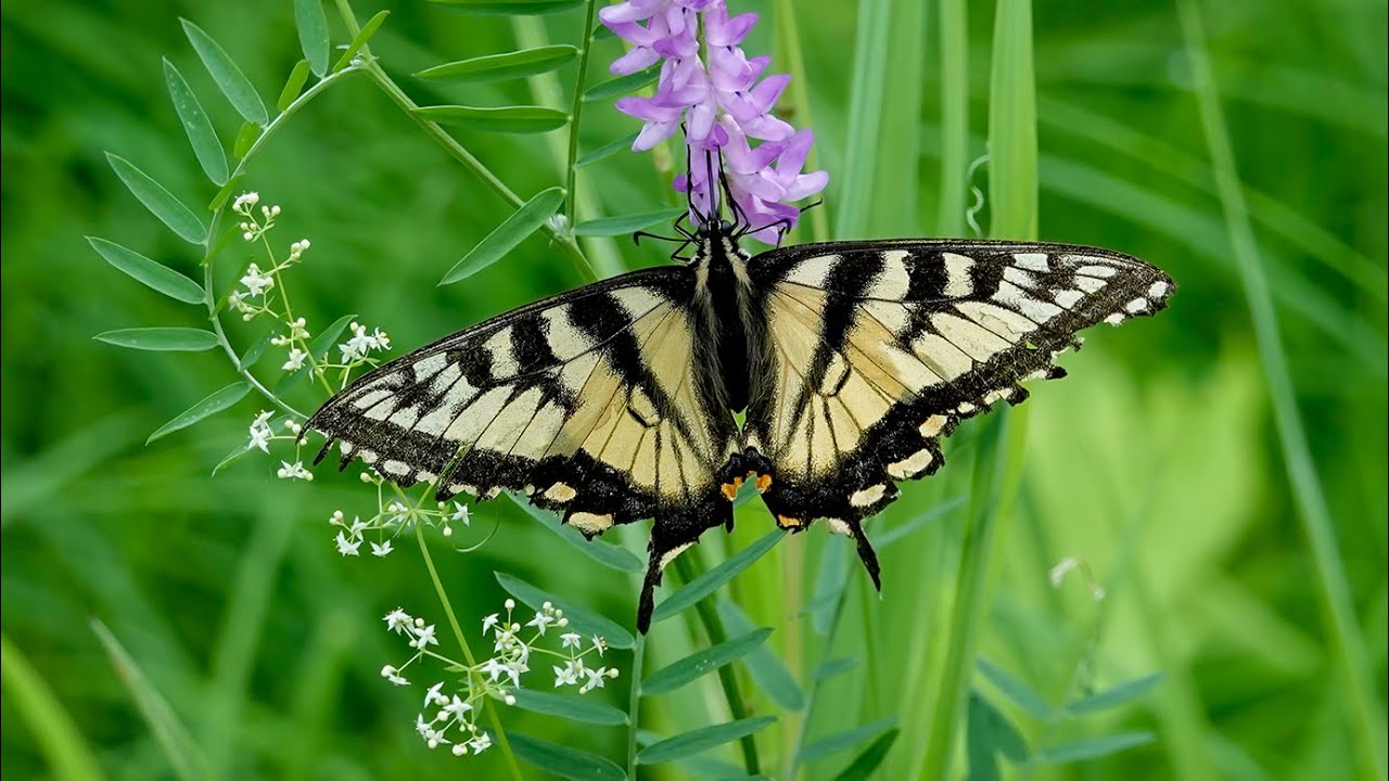 Canadian Tiger Swallowtail: Flight (20 June 2024 - YouTube