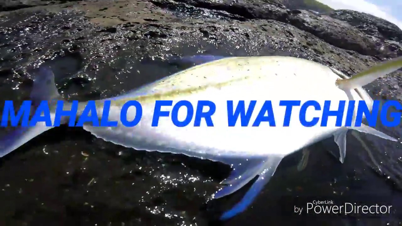 Two uhu(parrotfish)&Papio/omilu!!! Hawaii fishing keahou - YouTube