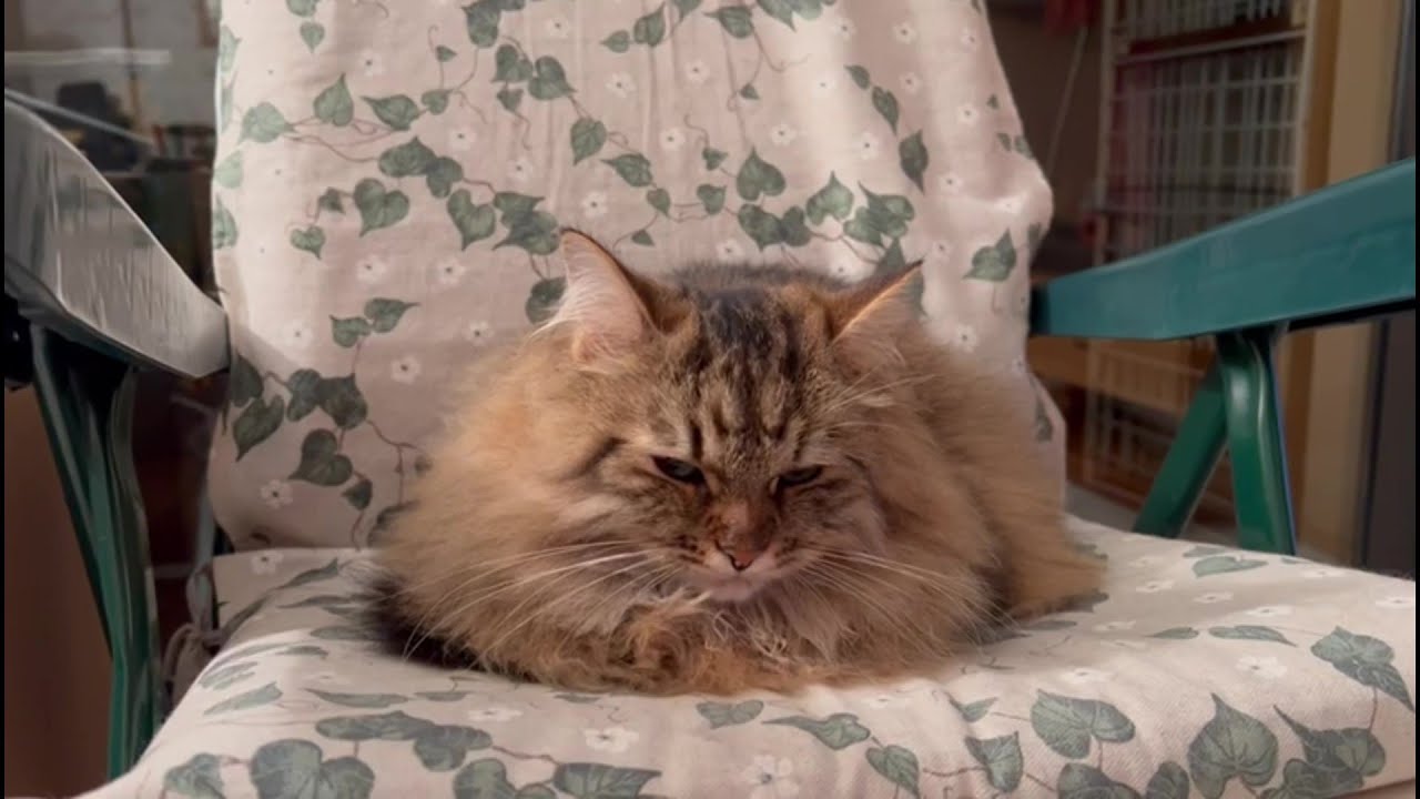 Very, Very Moody Cat - YouTube