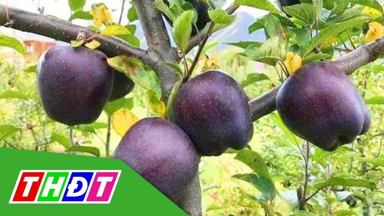 Táo Kim Cương đen Gần Nửa Triệu đồng 1 Trái Thdt Youtube