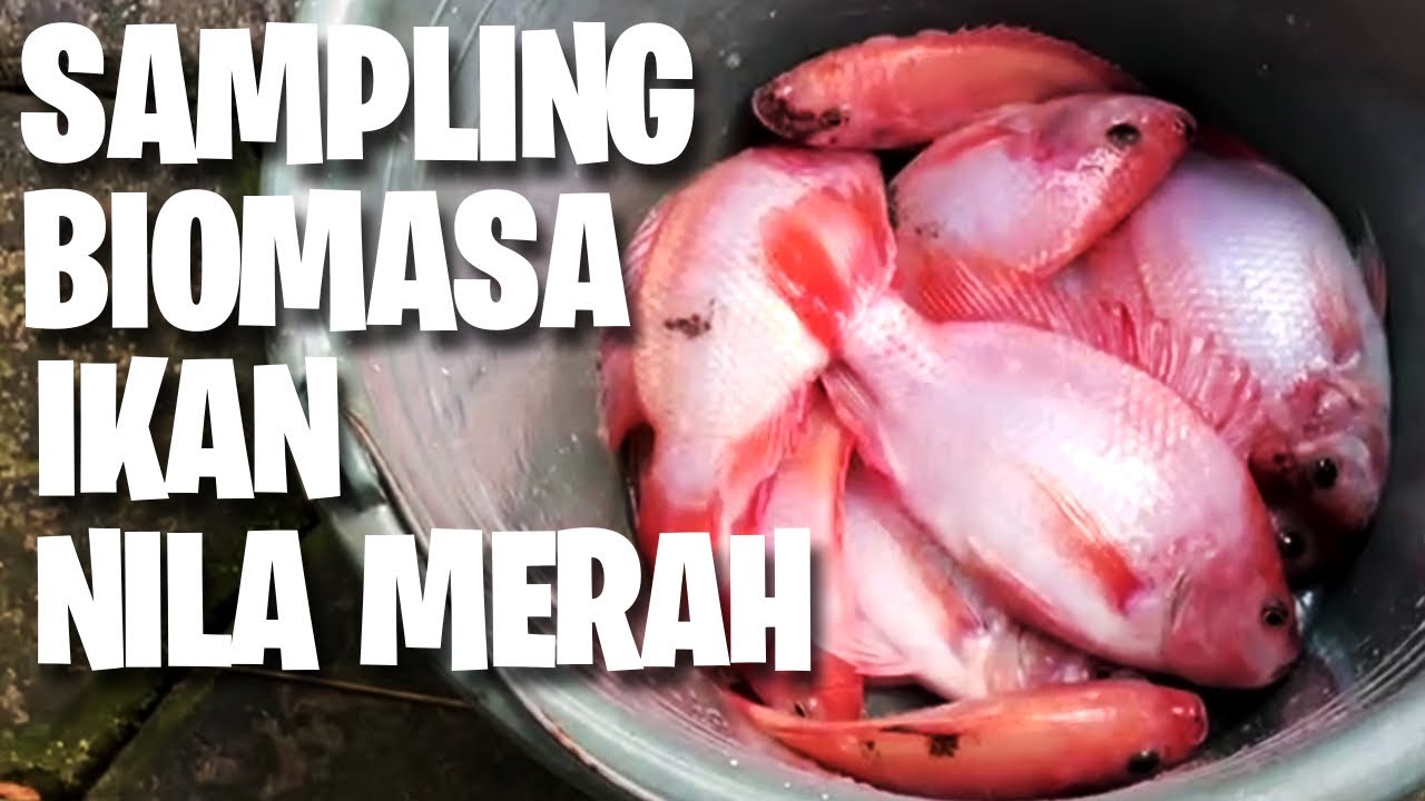 Sampling Untuk Menentukan Biomasa | Ikan Nila Merah - YouTube