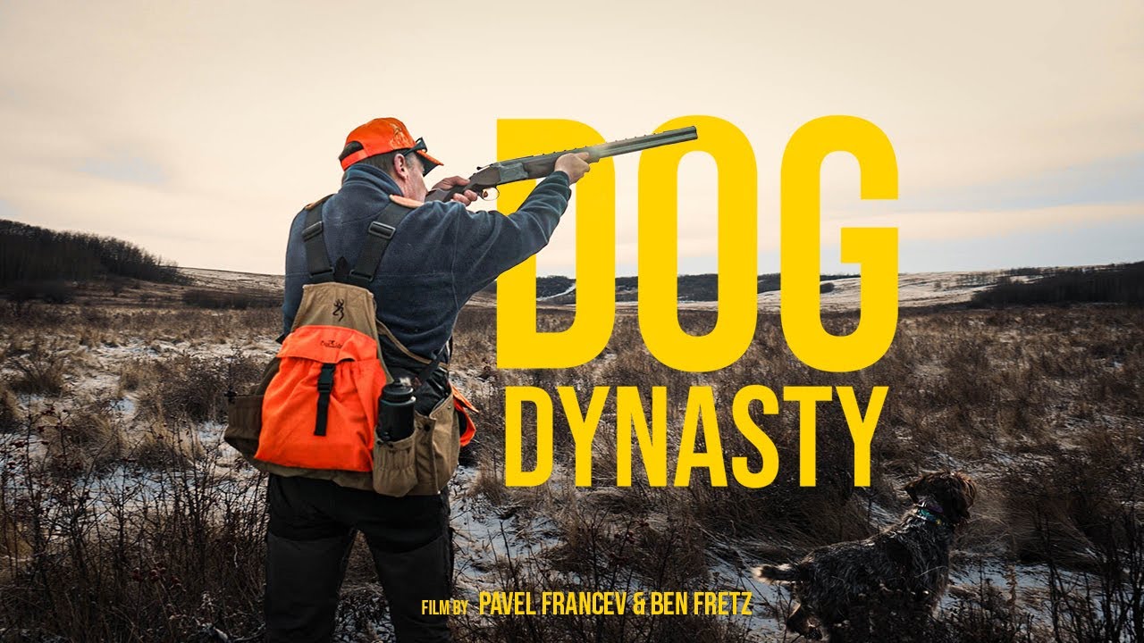 Wirehaired Pointing Griffons - breeding, training, testing and hunting ...