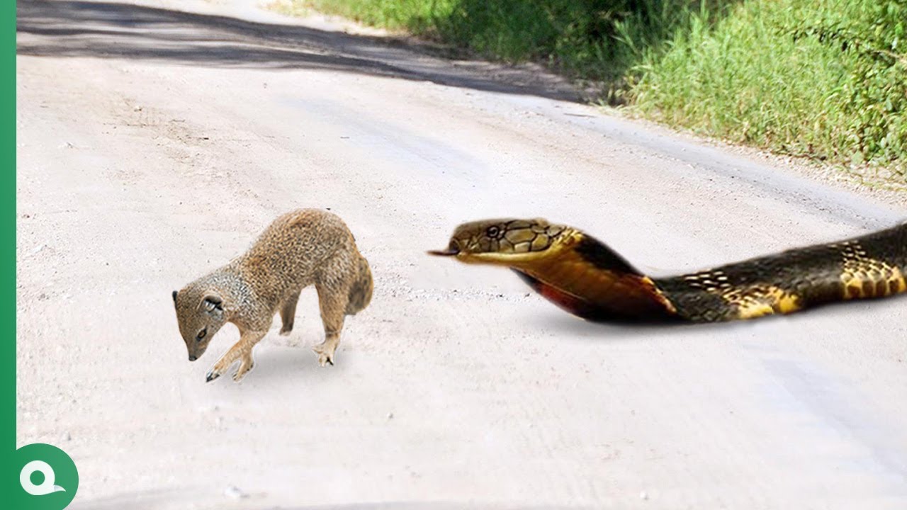 Look What Happened When This Cobra Attacked Mongoose - YouTube