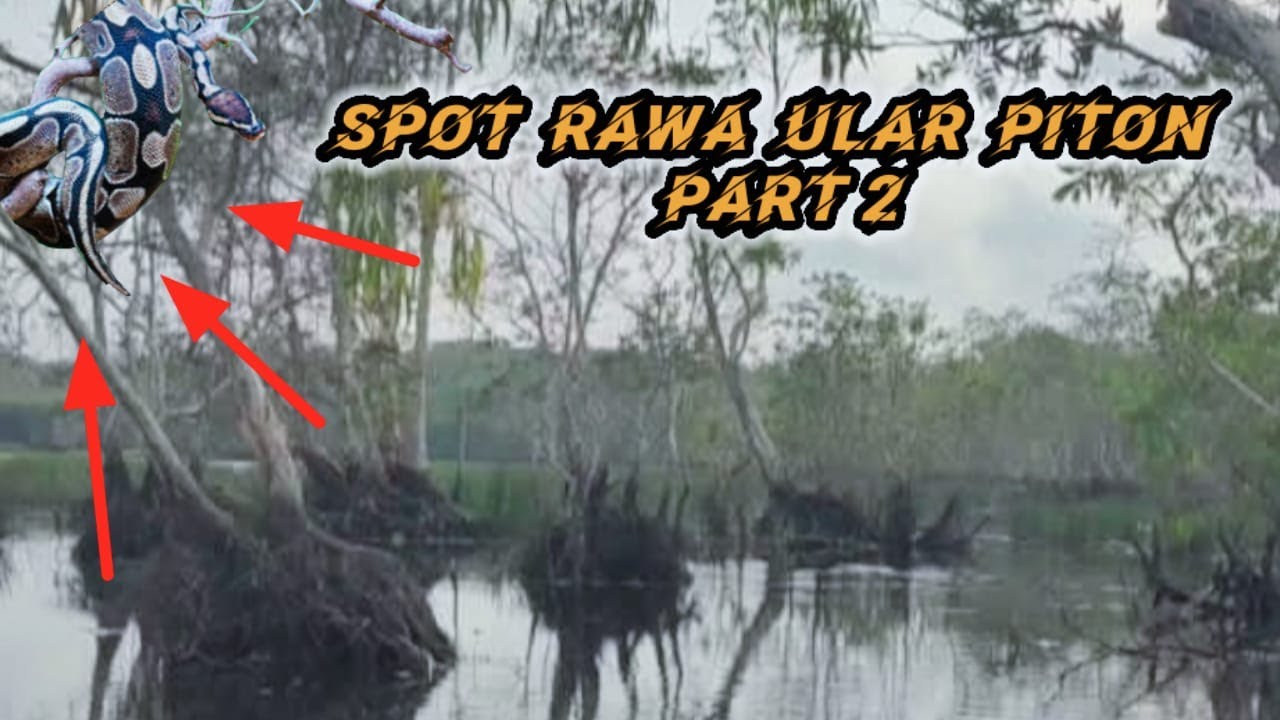Berburu Nila Babon di Spot Ular PITON part 2 !!! mancing rawa liar ...