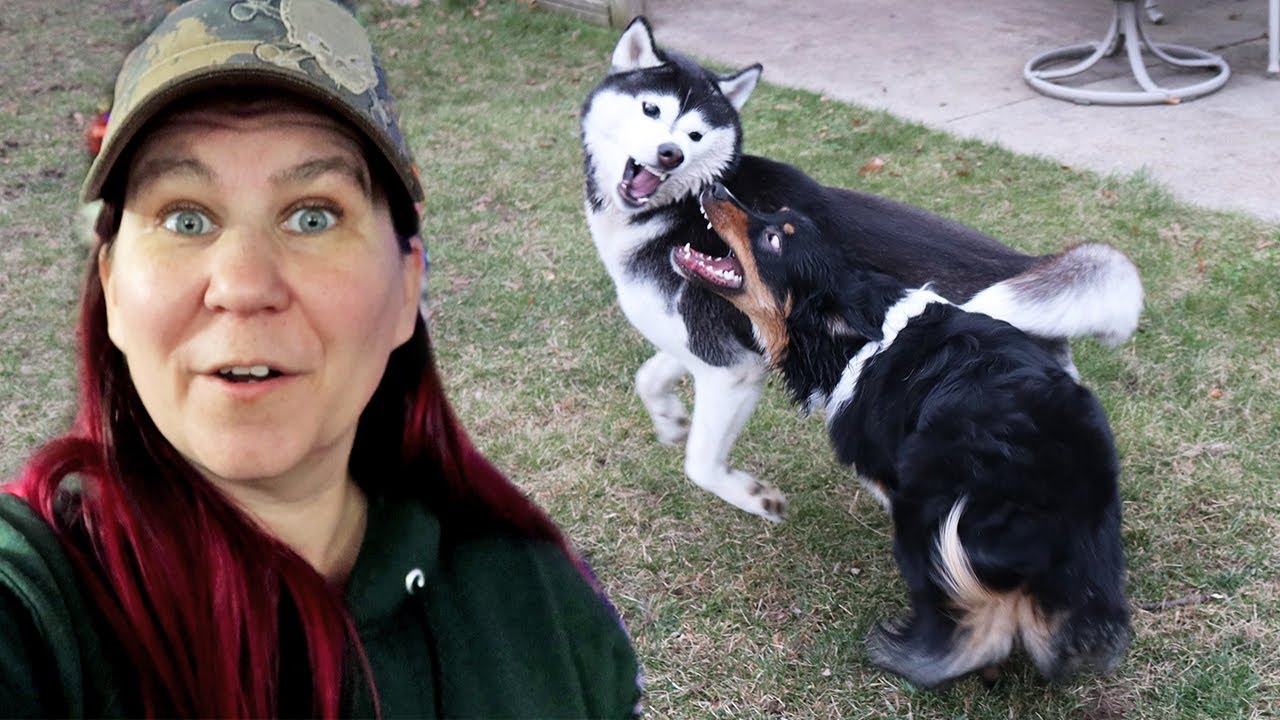 These Dogs Just Want to PLAY - YouTube