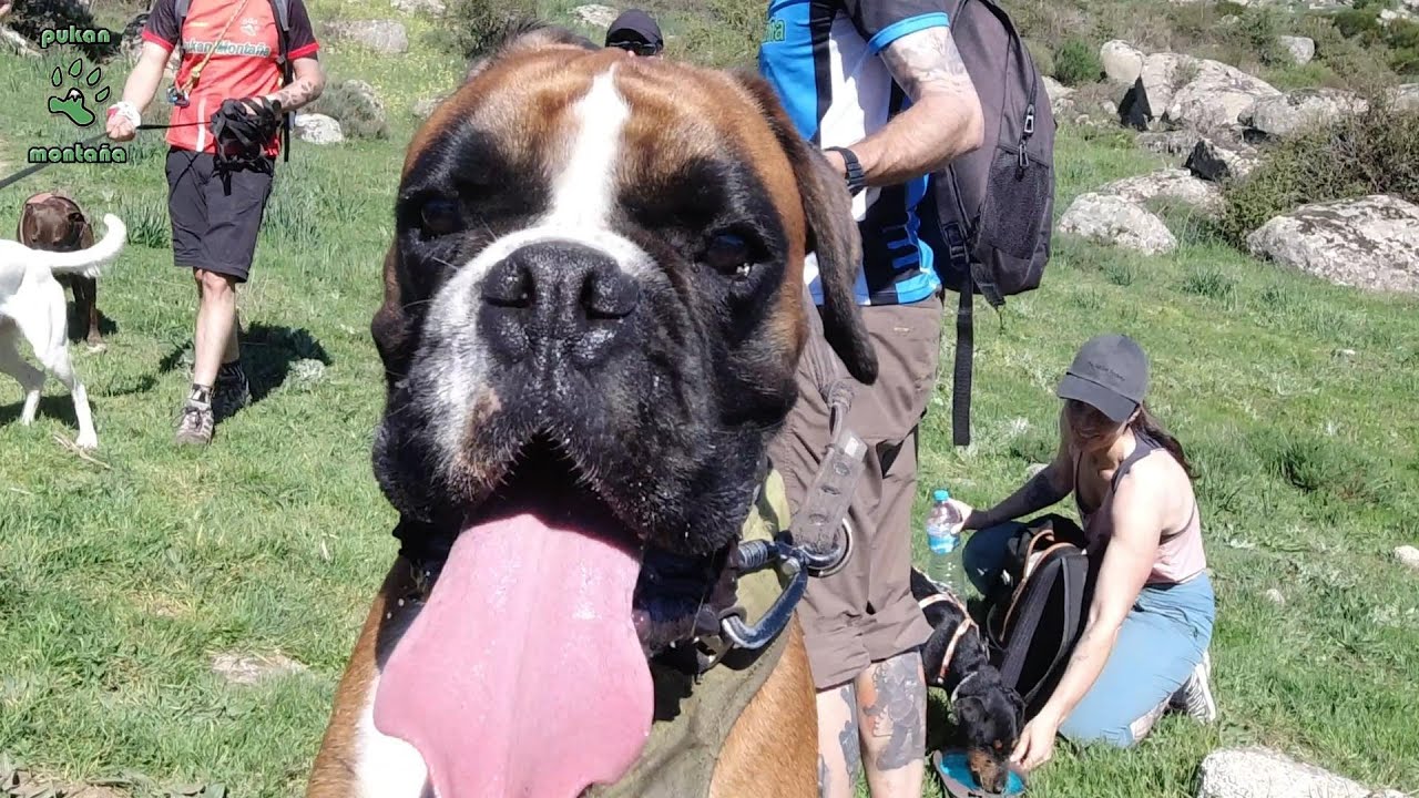 Senderismo con perro - Peña del Fraile - YouTube