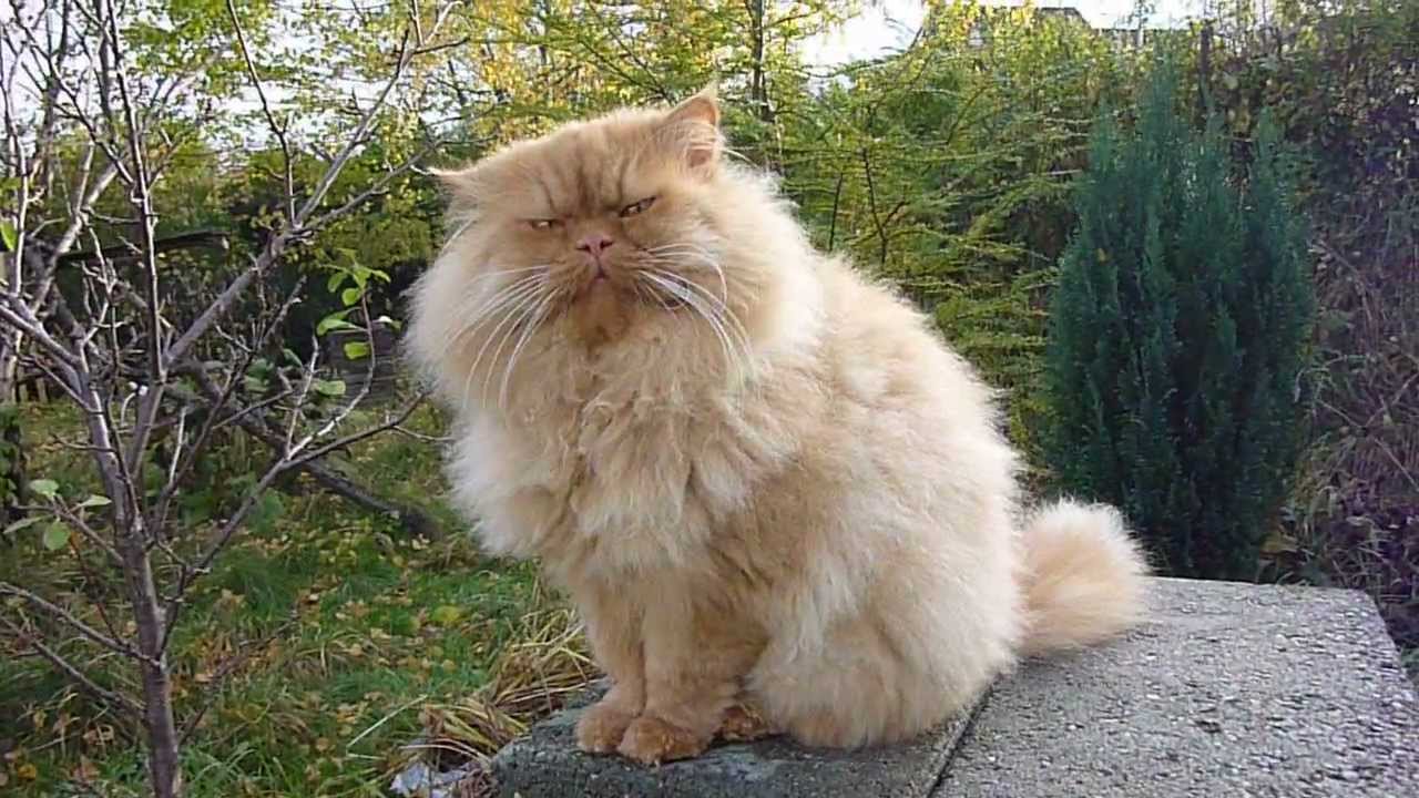 Red Persian cat - Zolis - YouTube