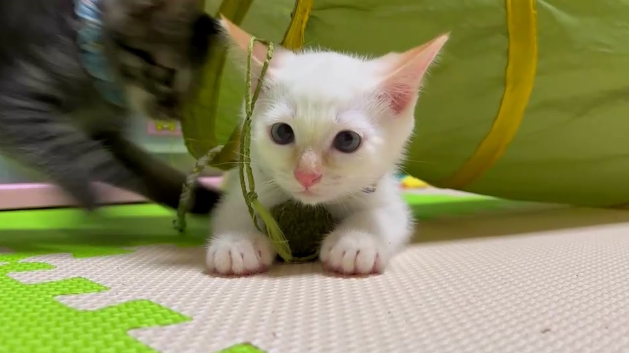 Premature kitten leaving the nest and mother cat IZUMI #4 - YouTube