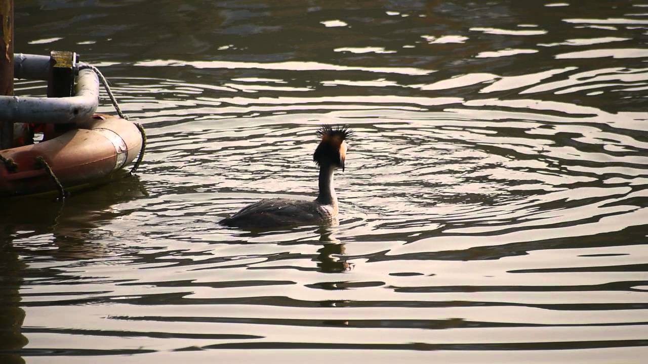Great Crested Grebes with young - YouTube