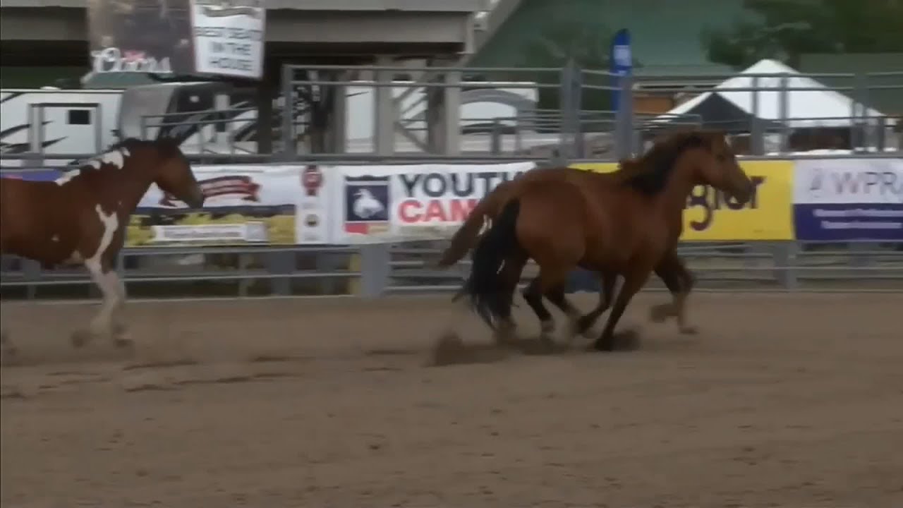 Summit Pro Rodeo Bucking Horses - YouTube
