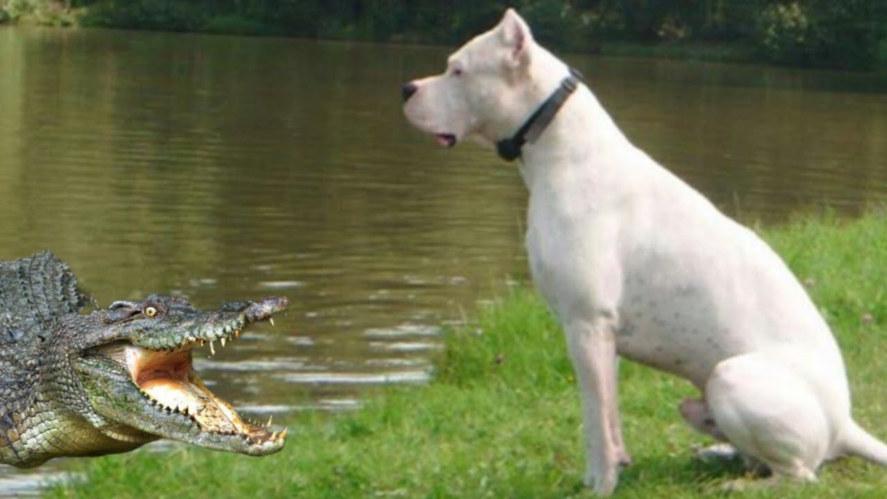 Kya Dogo argentino Crocodile ko maar payega | Crocodile vs Dogo ...