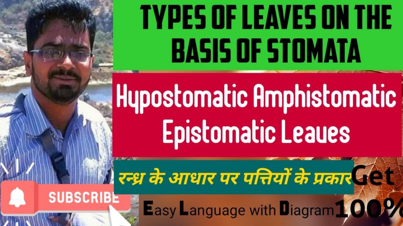 Types of Leaves on the basis of Stomata, Hypostomatic, Amphistomatic ...
