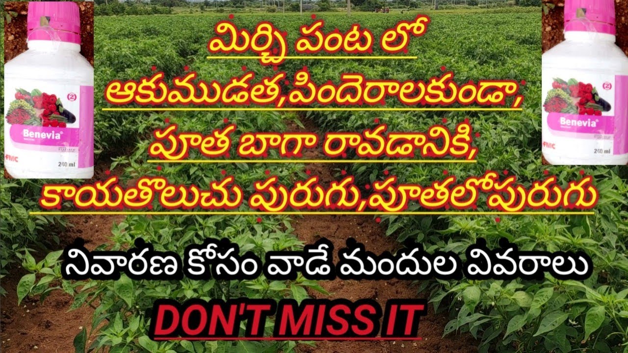 chilli crop cultivation | mirchi crop in telugu | mirchi crop farming ...