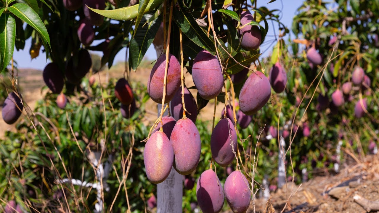 🥭 Organic Mango Farming | Tips for Growing Mangoes Organically - YouTube