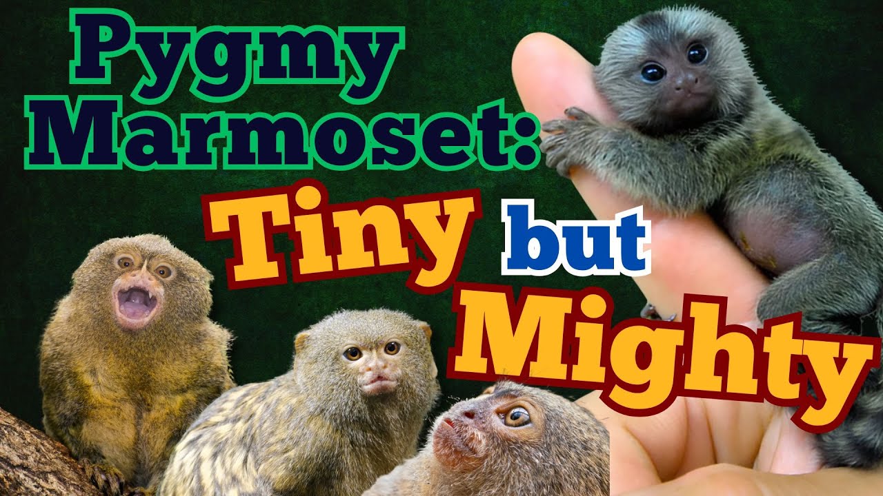 The Tiny World of Pygmy Marmosets - YouTube