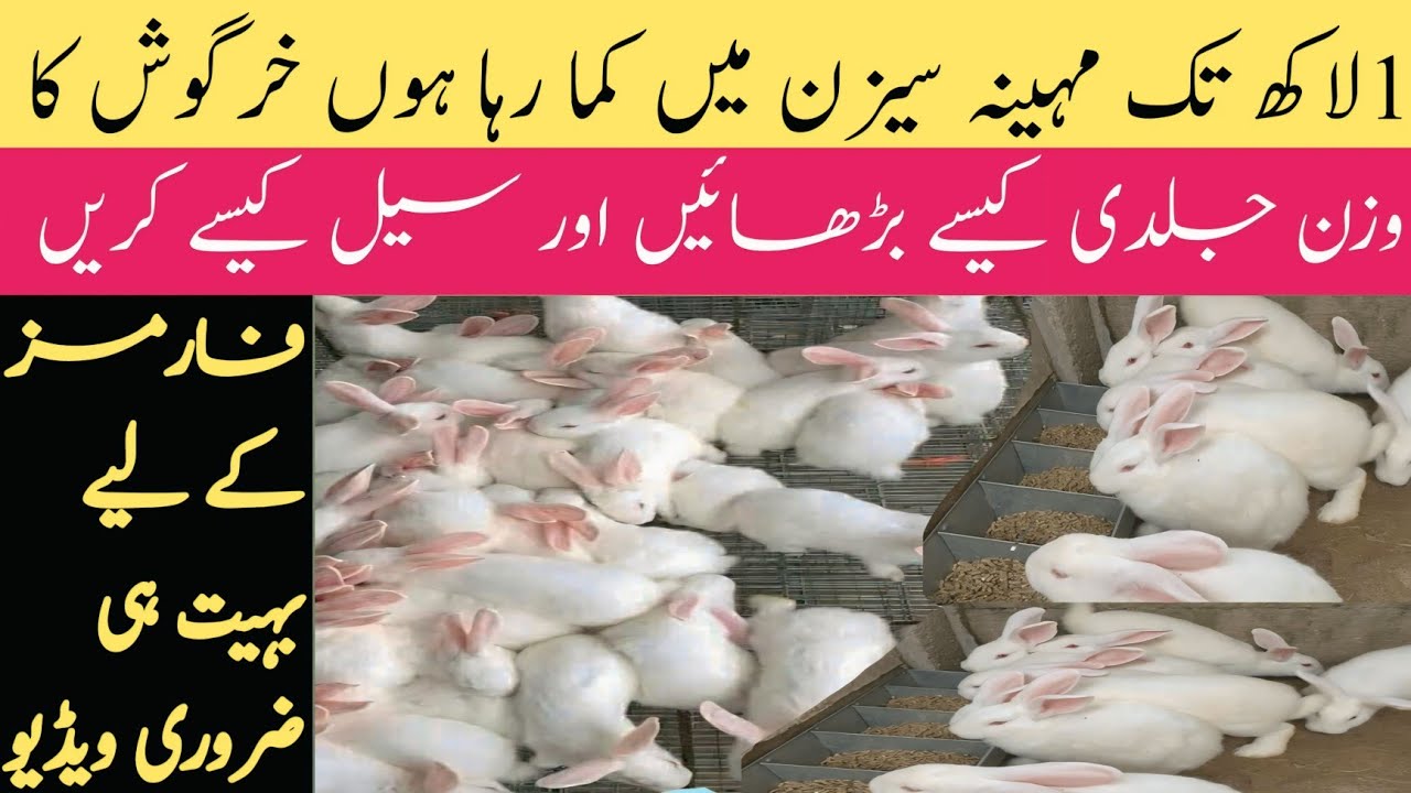 My Rabbit farm in Pakistan and earning 60 thousand monthly | rabbit ...